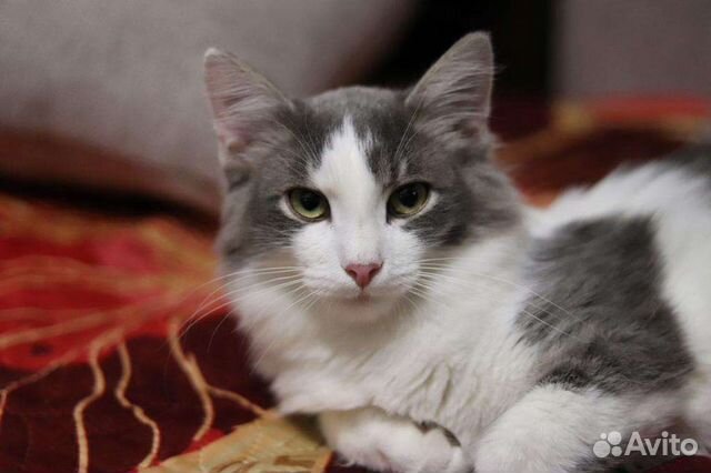 Пушистый котенок Мишаня ищет дом