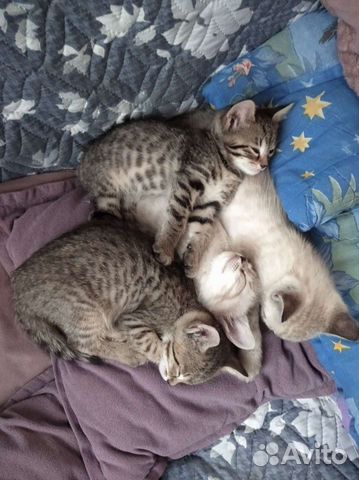 Бенгальские котята