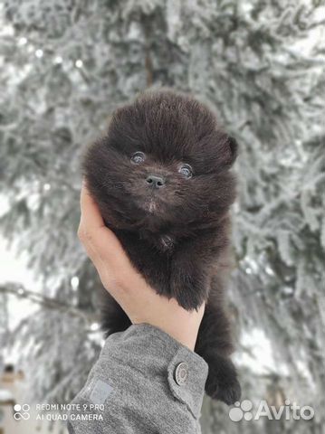 Померанский шпиц