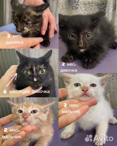 Котята кошки котенок