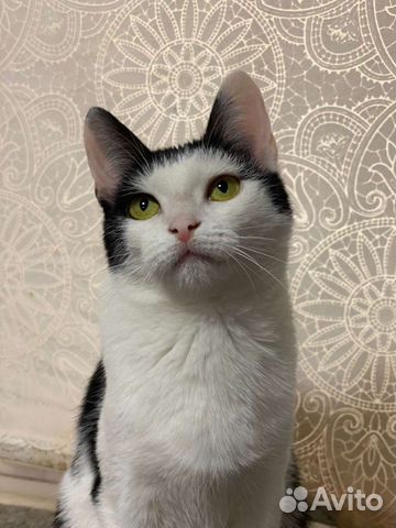 Нежный котенок девочка