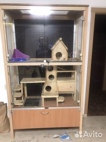 Шиншиллы пара с большой витриной