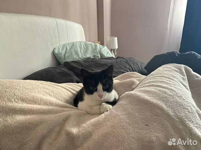 Кошечка-улиточка в добрые руки