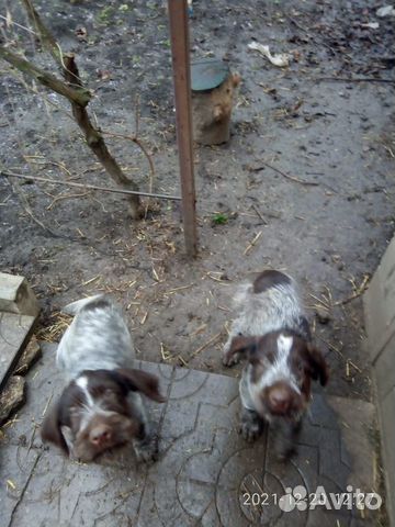 Щенки дратхара