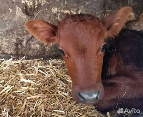 Телята бычки