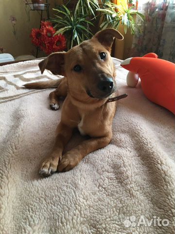 Собака, мелкая супердевочка