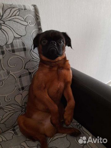 Пти брабансон