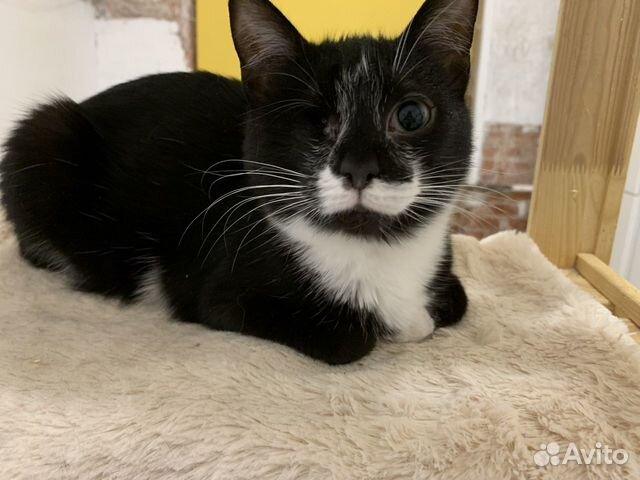 Лика без глазика 7 мес ищем дом