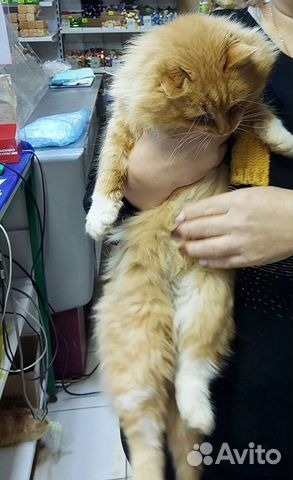 Котенок в добрые руки
