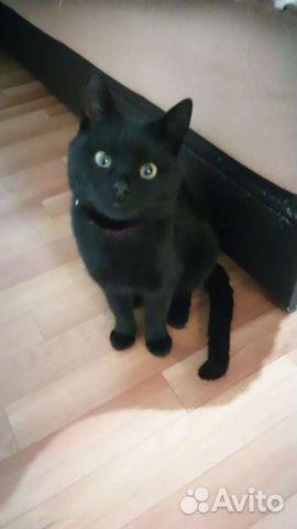 Кошка в дар