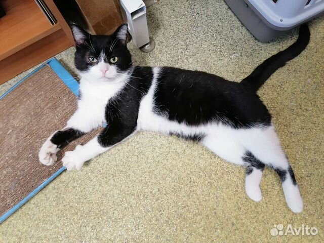 Кошки