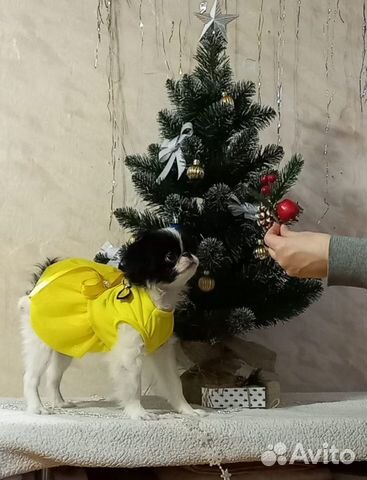 Щеночки хина