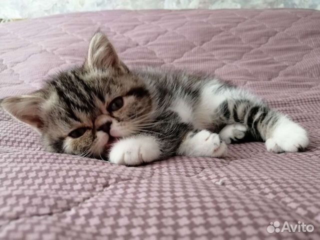 Котенок экзот