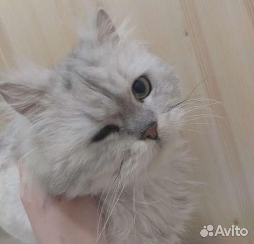 Кот хайленд страйт