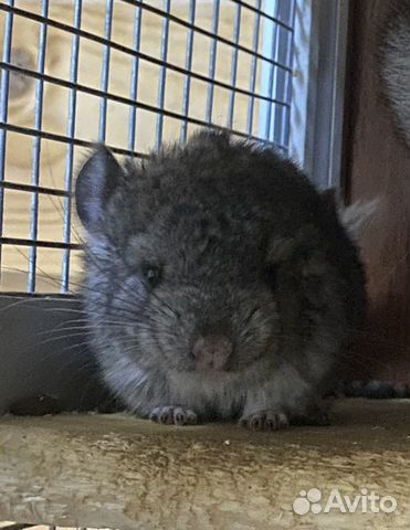 Шиншилла Стандарт девочка-Зеленоград