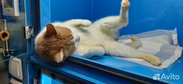 Молодой кот в добрые руки