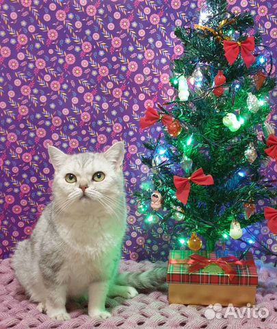 Кошка в самые добрые ручки