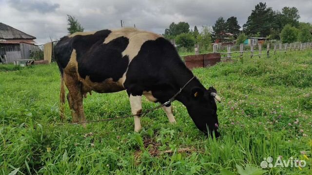 Корова глубокостельная