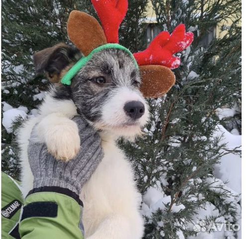 Малышка Бейлис ждёт в приюте своего человека