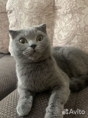 Британская