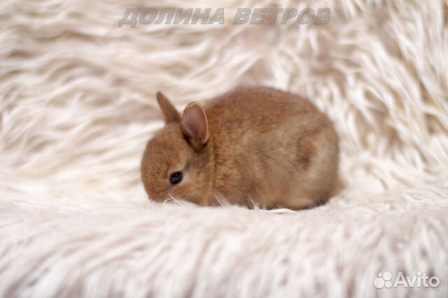 Мальчик минор агути вес 200 граммов