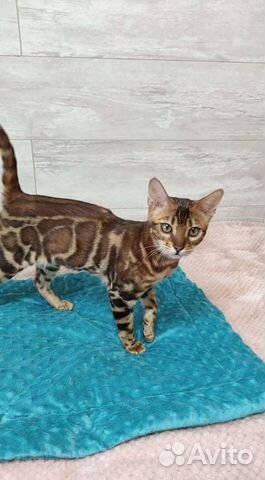 Рыжая малышка