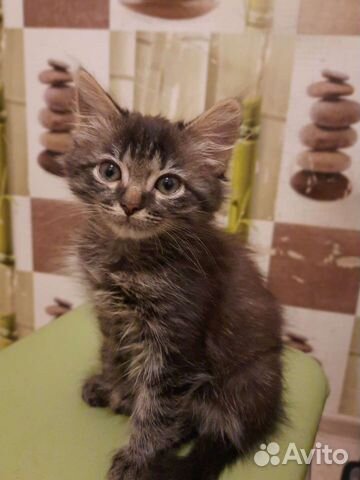 Котенок в дар