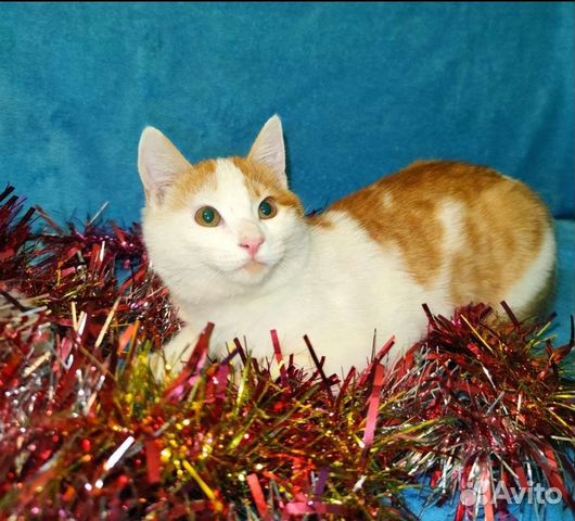 Котёнок, 3,5 месяца, ищет дом