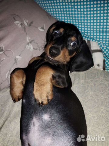 Такса щенок 2.5 месяца