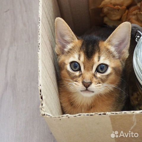 Абиссинская кошечка