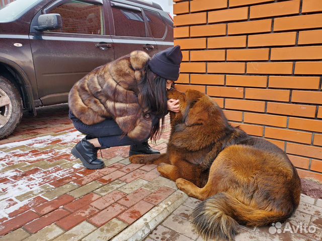 Щенки Тибетский мастиф