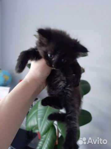 Сибирские котята возраст 1.5 месяц Пёстрый и Темно