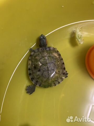 Красноухая черепаха маленькая