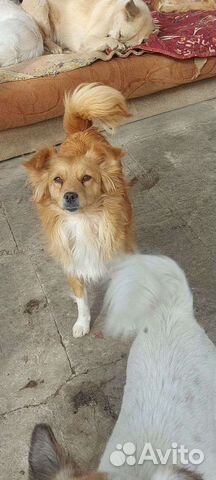 Маленькая собака Алиса