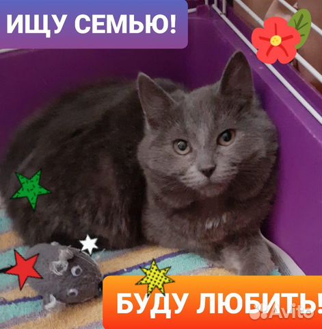 Котёнок элис, 3 мес., привита