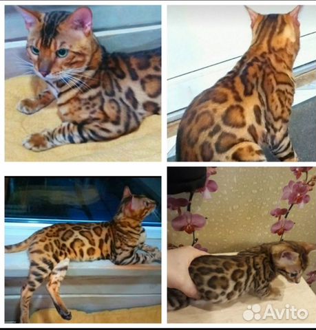Бенгальские котята с документами