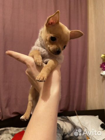Чихуахуа мини