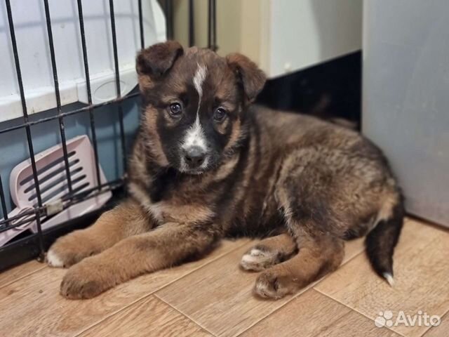Щенок Бусинка 3 мес, будет чуть выше колена