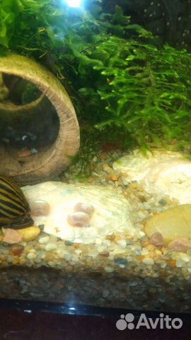 Розовые катушки