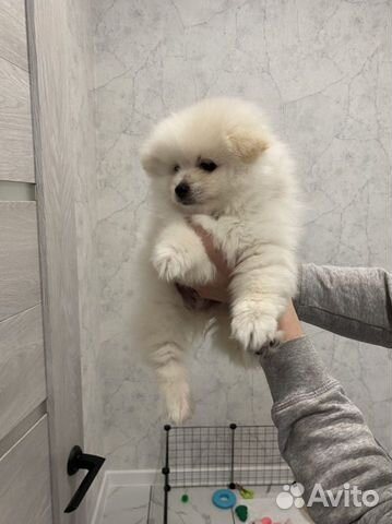 Померанский шпиц