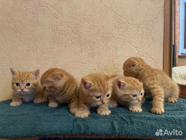 Шотландские котята рыжие