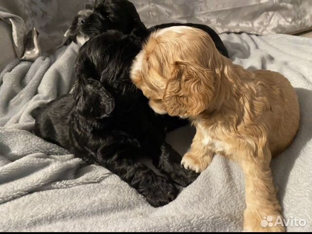 Детишки Американского Кокер Спаниеля