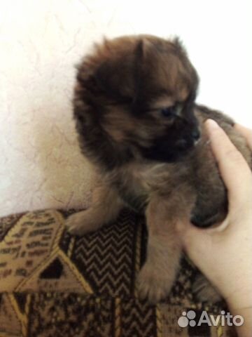 Щенок чихуахуа