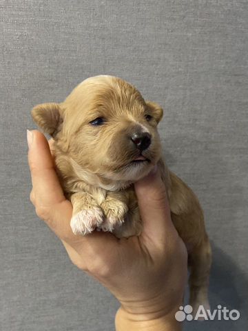 Мальтипу ф1 бронь на Феараль