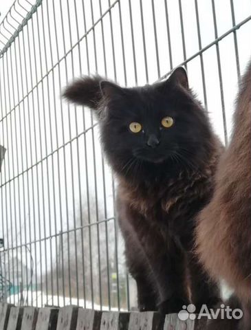 Котенок чёрный, подросток