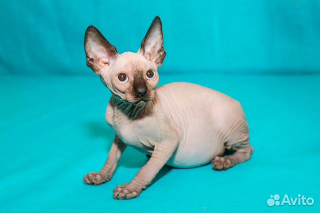 Котята сфинкс