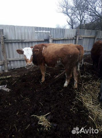 Сементалка первотелка