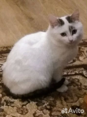 Кошечка ищет дом и семью