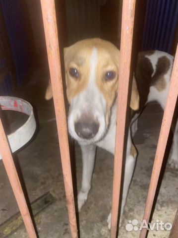 Русская борзая