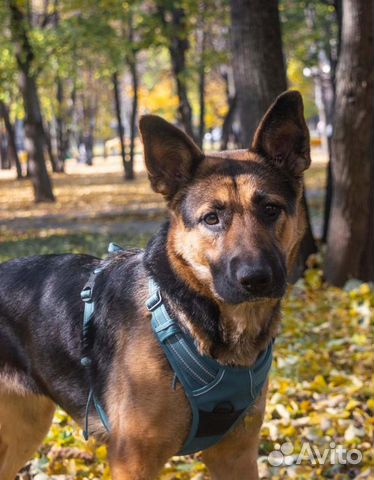 Молодая немецкая овчарка Джеки в дар